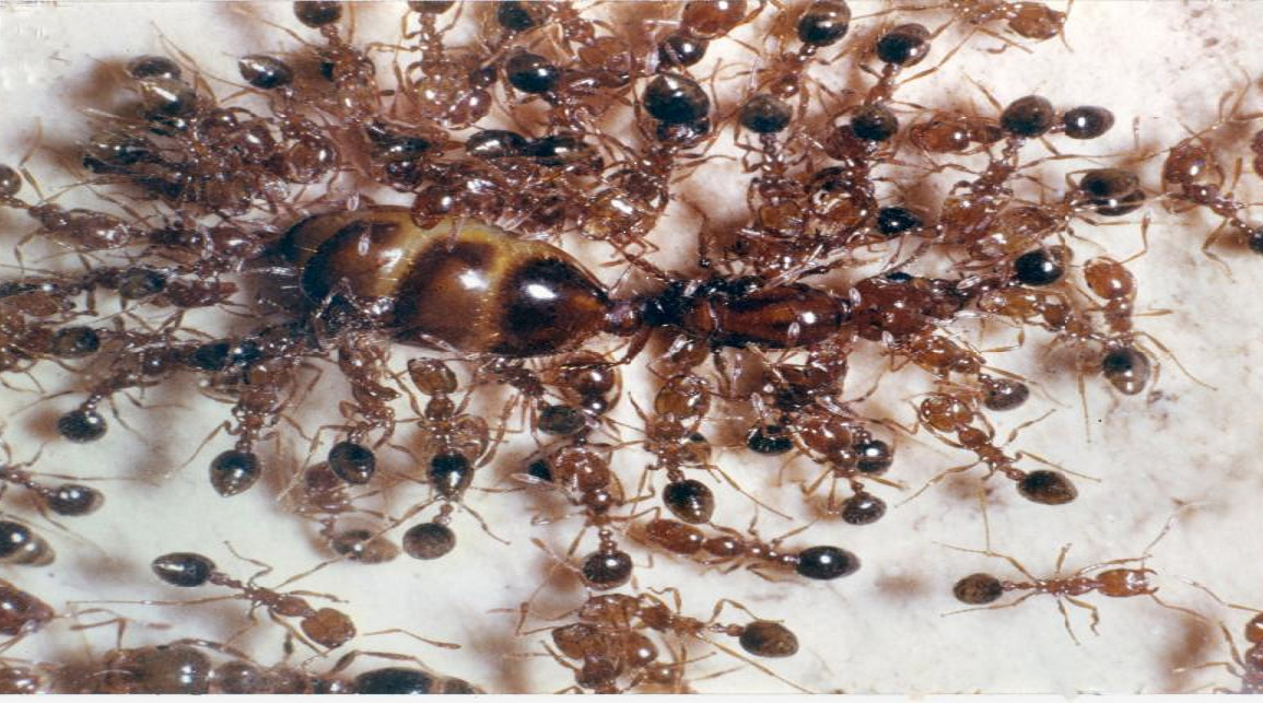 Home | Coastal and Marine Laboratory